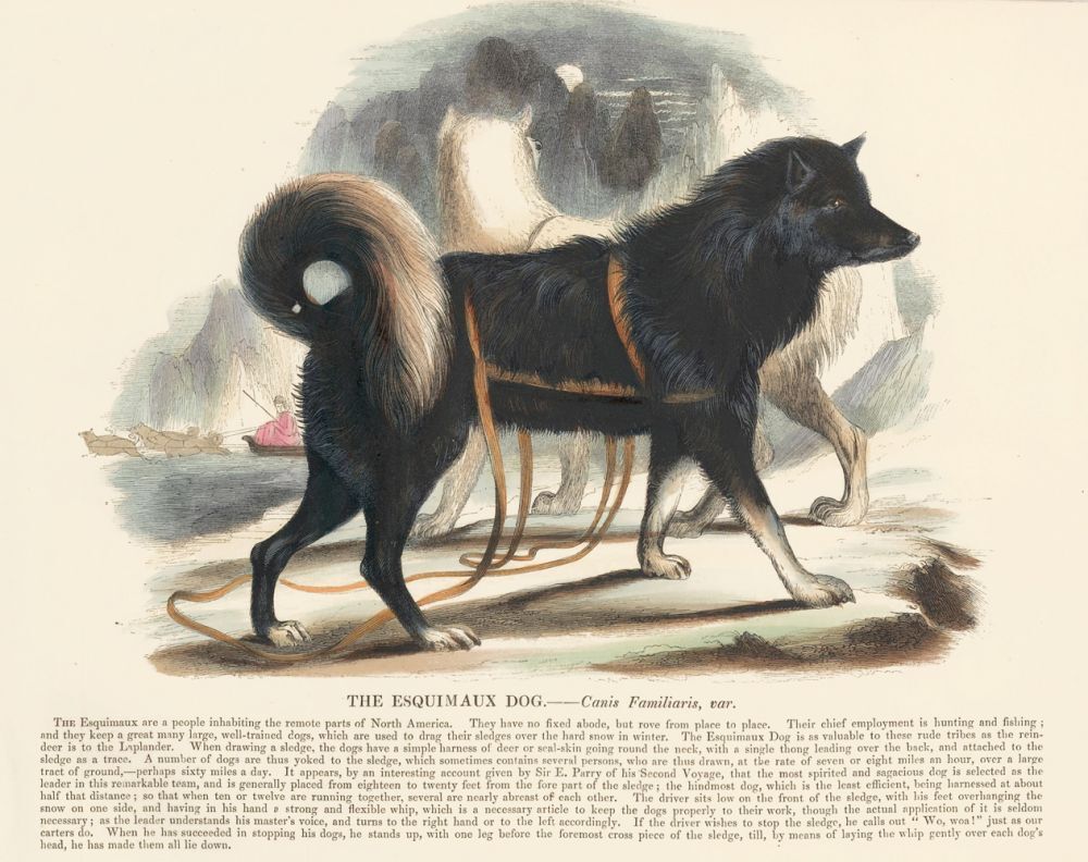 The Esquimaux Dog. Plates Illustrative of Natural History | Josiah Wood ...