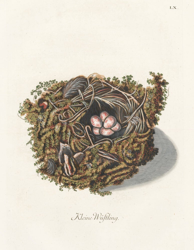Tab. LX: Kleine Wustling. Collection de Nids et d'Oeufs | Adam Ludwig ...